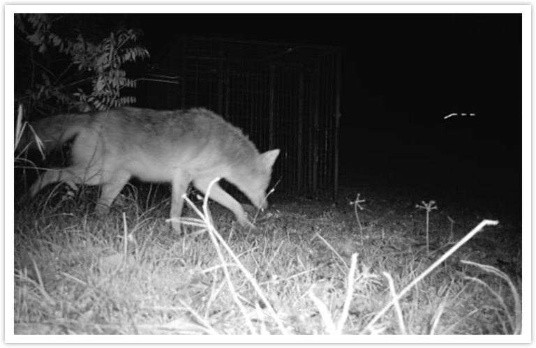 Coyote Removal | Trapping USA
