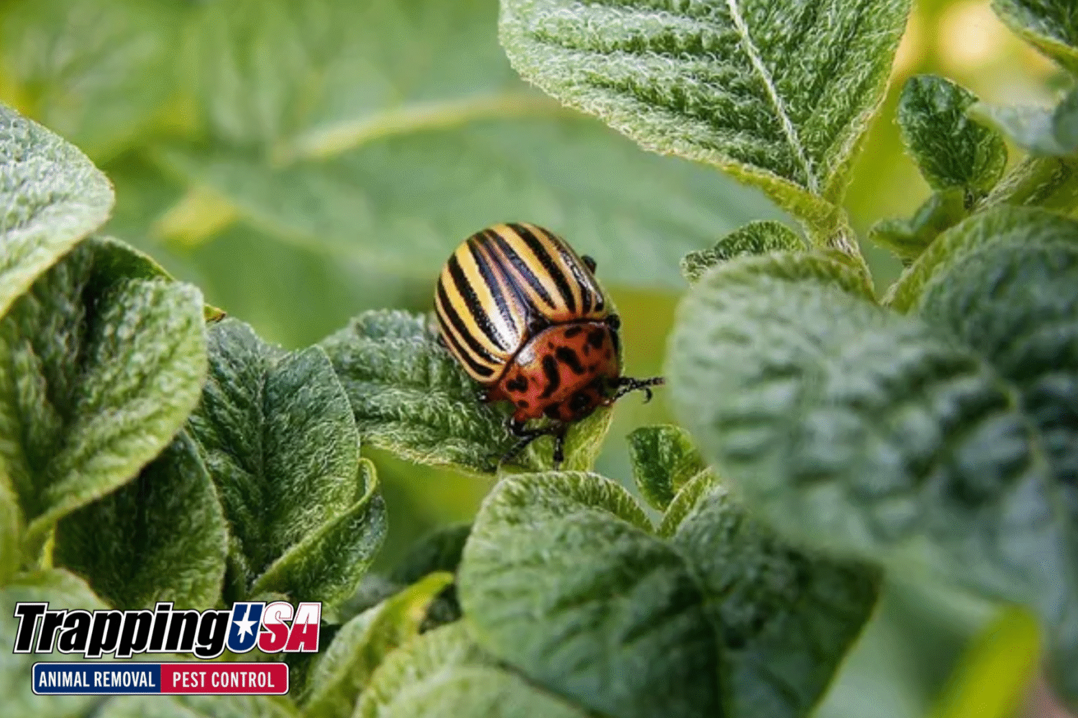 Pest Control: How Often Experts Say You Should Schedule