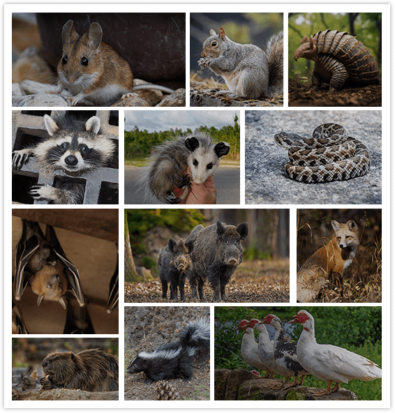 #1 Pest Control Company in Dallas & Houston | Trapping USA